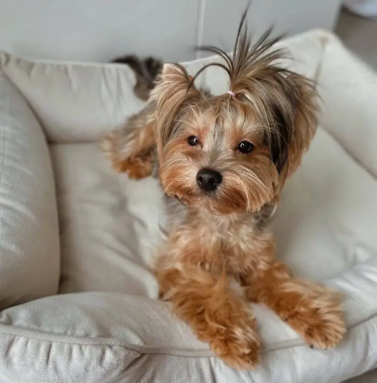 The 15 Best Lap Dog Breeds That Always Want To Be Cuddled ...