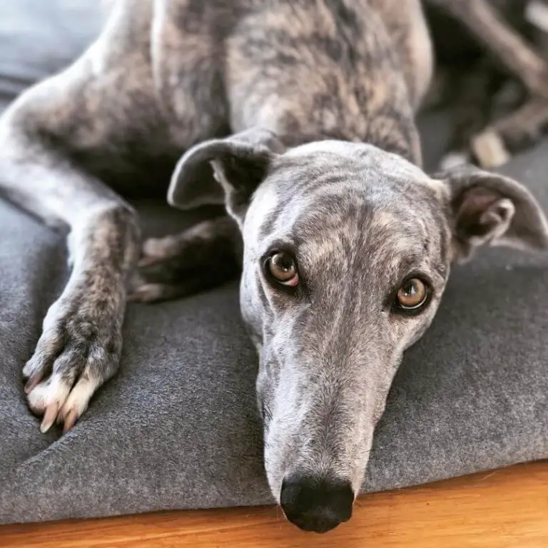 Top 15 Best Dog Breeds for Seniors - ilovedogscute.com