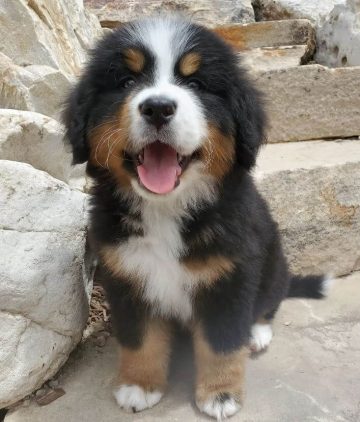 Top 15 Dog Breeds That Have The Cutest Puppies - ilovedogscute.com