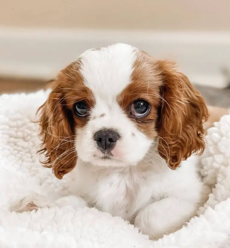 Top 15 Dog Breeds That Have The Cutest Puppies - ilovedogscute.com