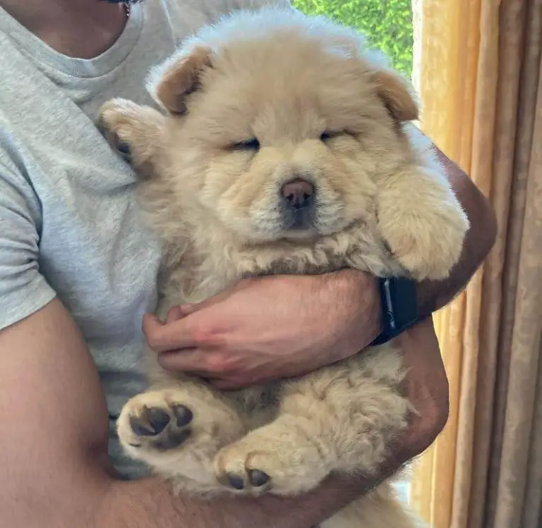 Top 15 Dog Breeds That Have The Cutest Puppies - ilovedogscute.com