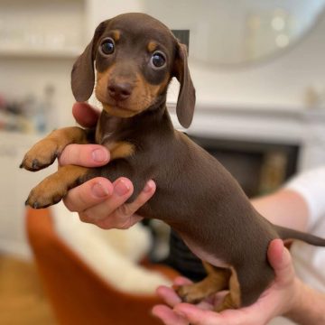 Top 15 Dog Breeds That Have The Cutest Puppies - ilovedogscute.com