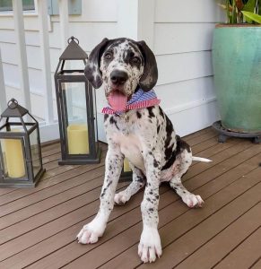 Top 15 Dog Breeds That Love to Cuddle The Most - ilovedogscute.com