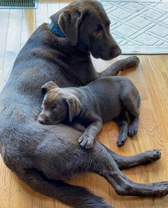 Top 15 Dog Breeds That Love to Cuddle The Most - ilovedogscute.com