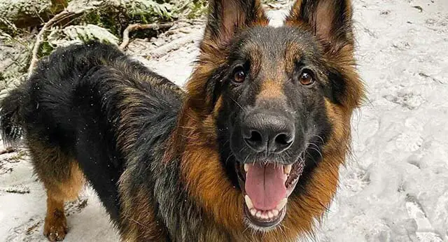 Top 15 Dog Breeds That Need The Most Attention - ilovedogscute.com