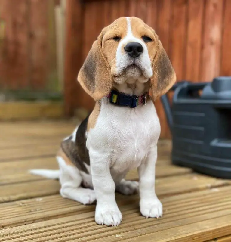 Top 15 Friendliest Dog Breeds - ilovedogscute.com