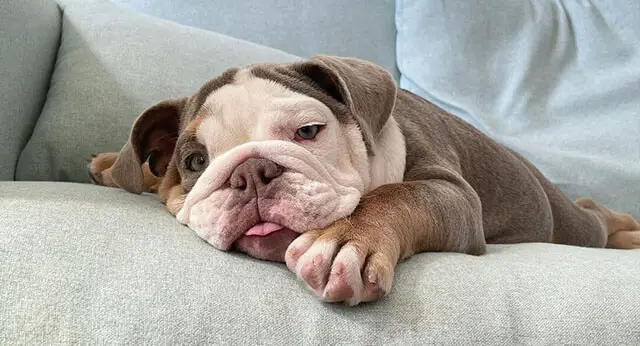 Top 15 Laziest Dog Breeds - ilovedogscute.com
