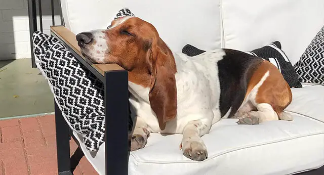 Top 15 Least Active Dog Breeds - ilovedogscute.com