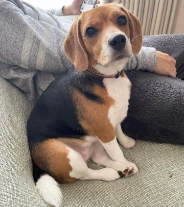 Top 15 Most Gentle Dog Breeds - ilovedogscute.com