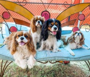 Top 15 Most Gentle Dog Breeds - ilovedogscute.com