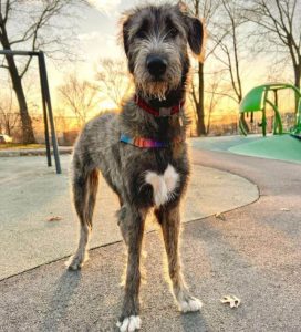 Top 15 Most Gentle Dog Breeds - ilovedogscute.com