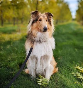 Top 15 Most Loyal Dog Breeds - ilovedogscute.com