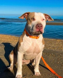 Top 15 Most Mischievous Dog Breeds - ilovedogscute.com