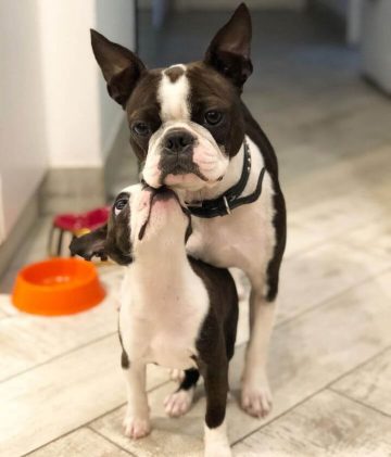 Top 15 Most Mischievous Dog Breeds - ilovedogscute.com