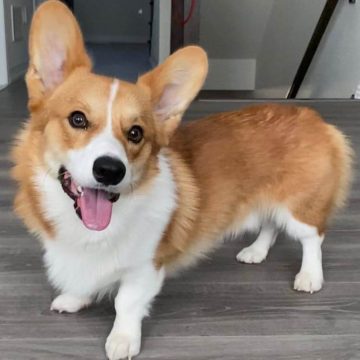 Top 15 Most Mischievous Dog Breeds - ilovedogscute.com