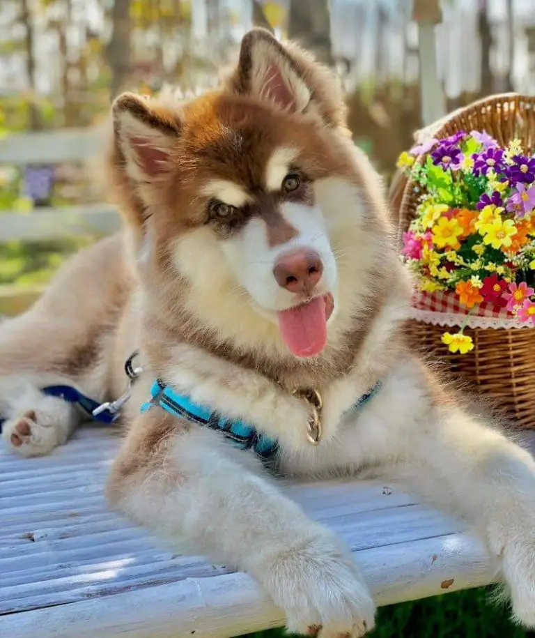 Top 15 Most Playful Dog Breeds - ilovedogscute.com