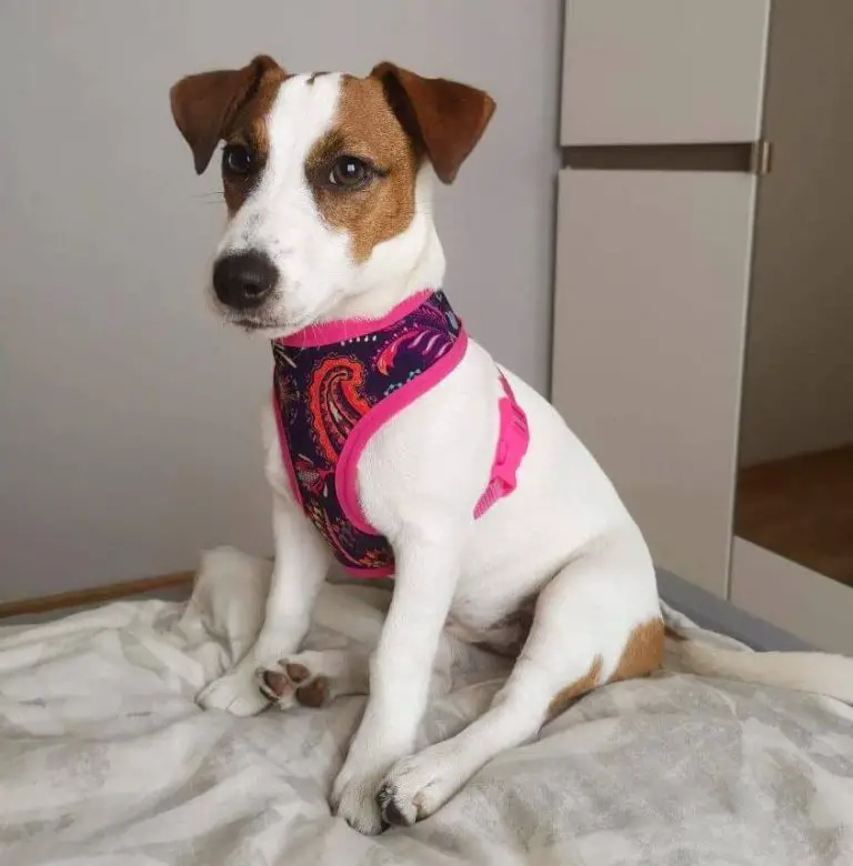 Top 15 Most Playful Dog Breeds - ilovedogscute.com