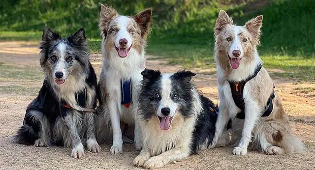 Top 15 Most Trainable Dog Breeds - ilovedogscute.com