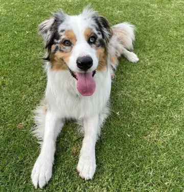 Top 15 Most Trainable Dog Breeds - ilovedogscute.com