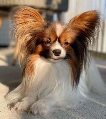 Top 15 Most Trainable Dog Breeds - ilovedogscute.com