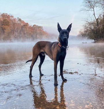 Understanding Dog Dominance and Submission - ilovedogscute.com