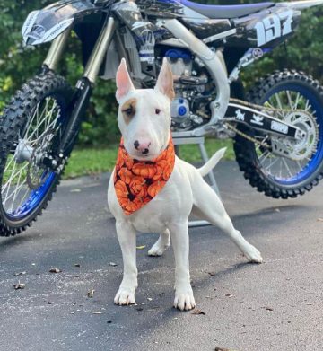 Understanding Dog Dominance and Submission - ilovedogscute.com