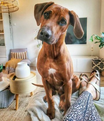 Understanding Dog Dominance and Submission - ilovedogscute.com