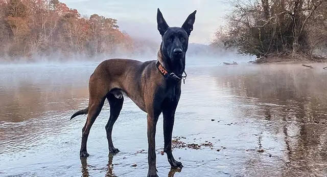 Understanding Dog Dominance and Submission - ilovedogscute.com