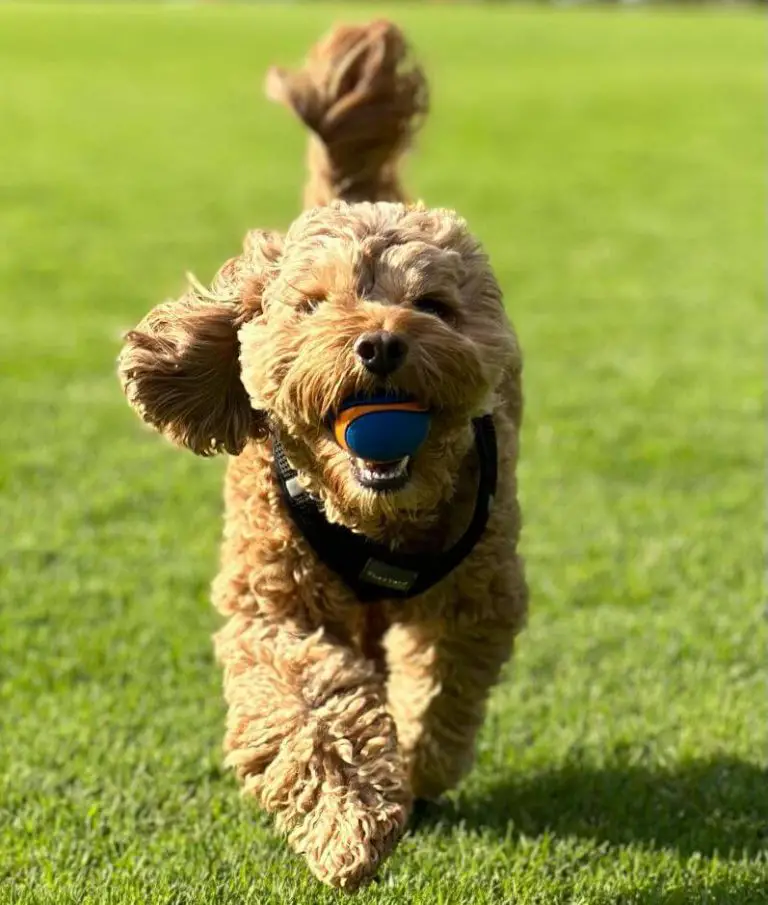 Understanding the Different Types of Dog Toys and Which Ones are Best ...