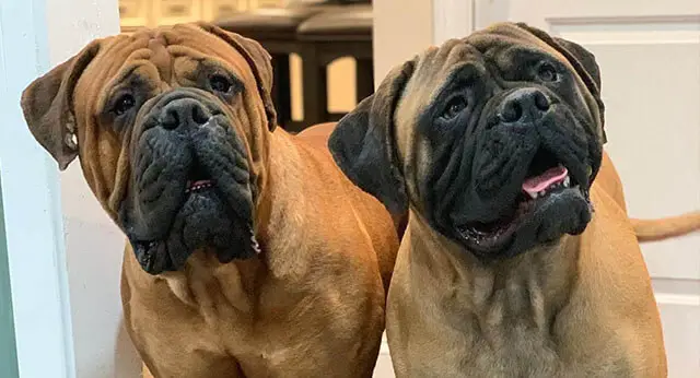 10 Fun Facts About Bullmastiffs - ilovedogscute.com