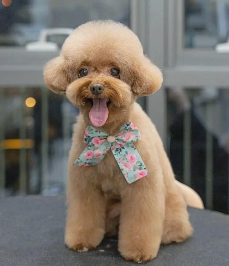 10 Grooming Secrets From Show Dog Experts: Unlock the Secrets to ...
