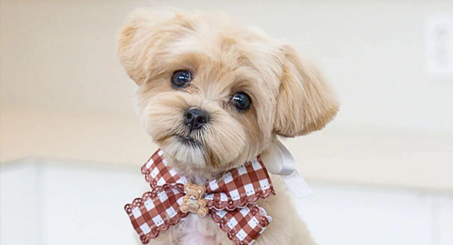 10 Grooming Secrets From Show Dog Experts: Unlock the Secrets to ...