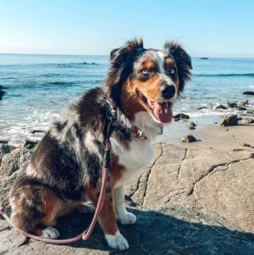 15 Active Dog Breeds for Active Lifestyles - ilovedogscute.com