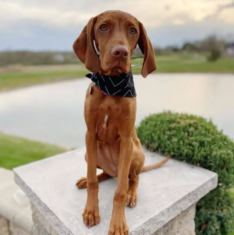 15 Active Dog Breeds for Active Lifestyles - ilovedogscute.com