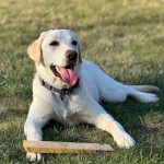 15 Best Dog Breeds for Extroverts - ilovedogscute.com