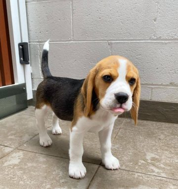 15 Dog Breeds That like Food The Most - ilovedogscute.com