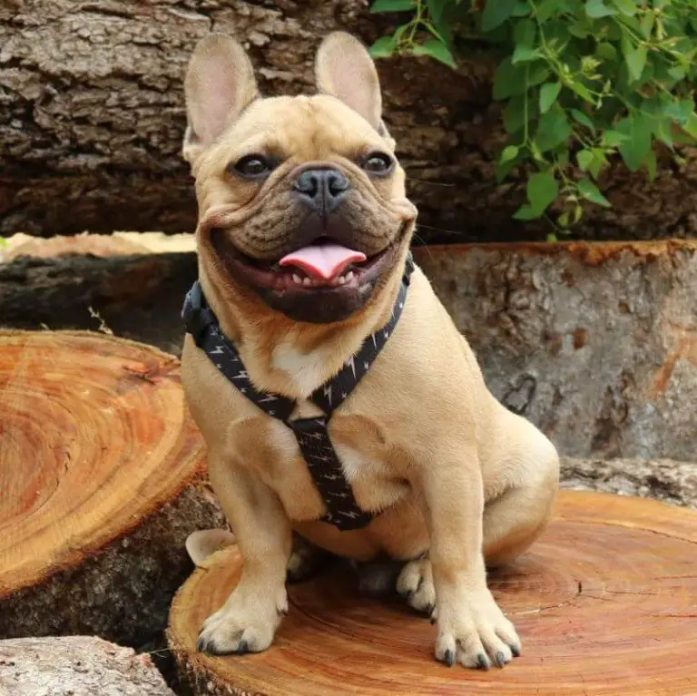 15 Dog Breeds That like Food The Most - ilovedogscute.com