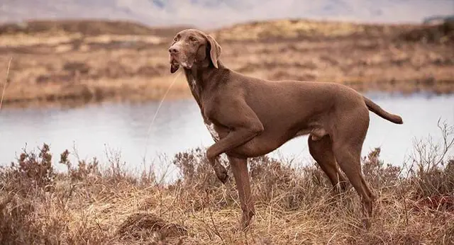 Big Game Safety Tips for Dog Owners: Keeping Your Furry Friend Safe ...