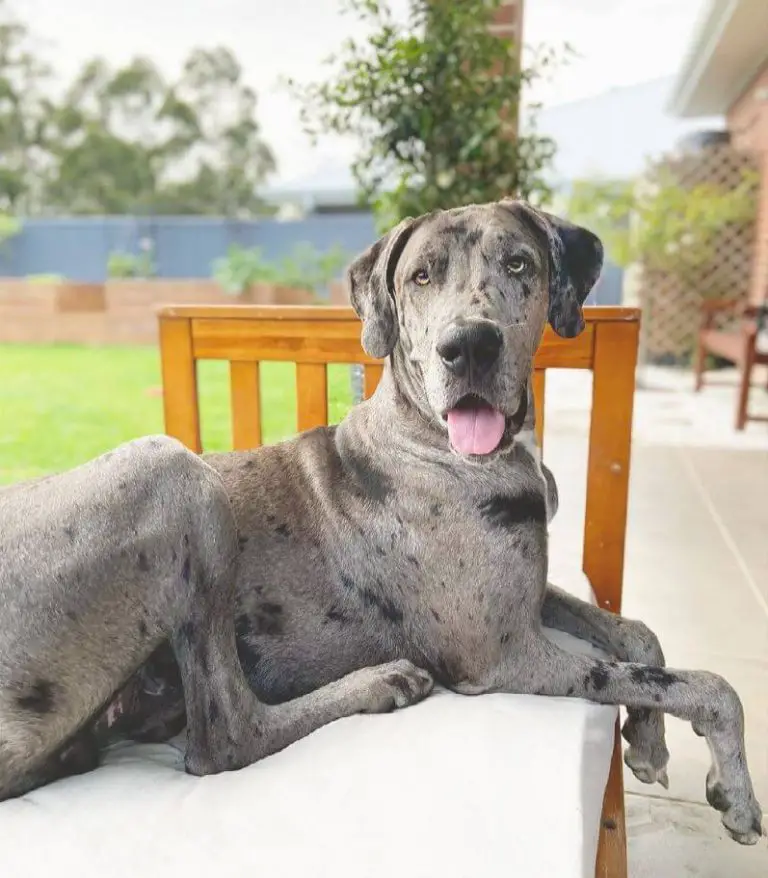 Can Dogs Get Food Poisoning? Understanding the Risks and How to Protect ...