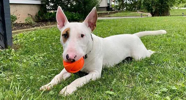 Chewing in Dogs: Understanding the Behavior and How to Manage It ...