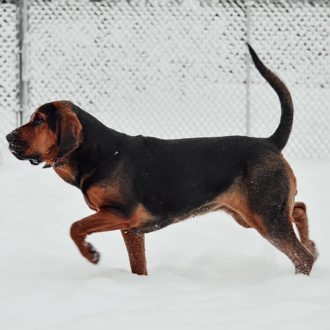 10 Fun Facts About Bloodhounds - ilovedogscute.com