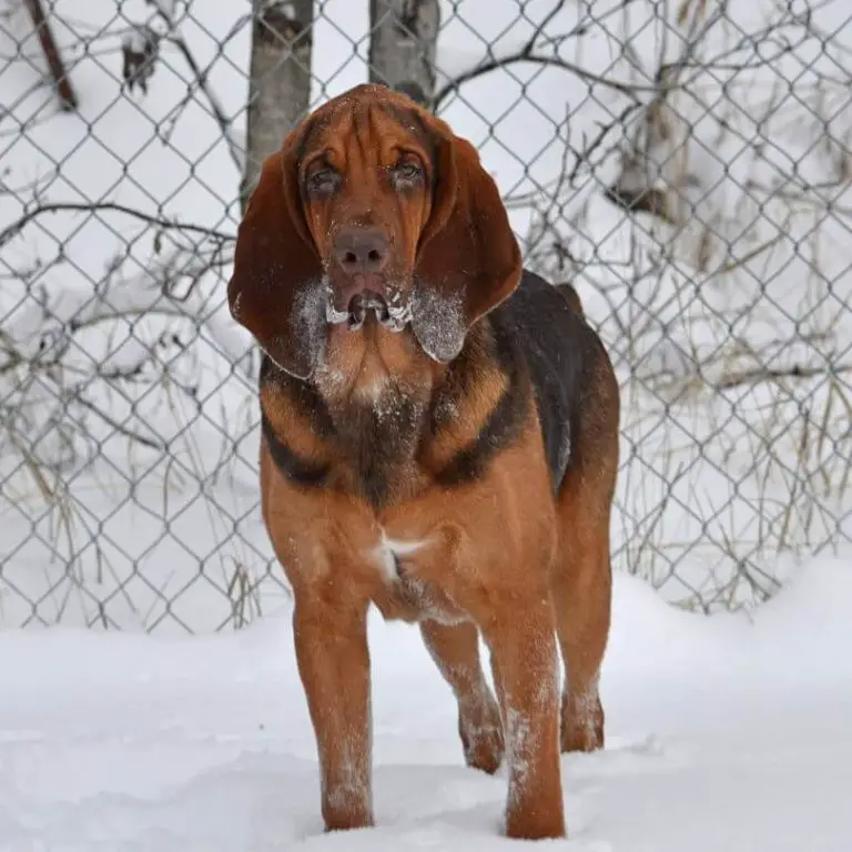 10 Fun Facts About Bloodhounds - ilovedogscute.com
