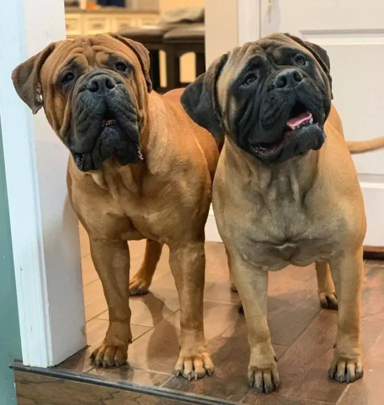 10 Fun Facts About Bullmastiffs - ilovedogscute.com