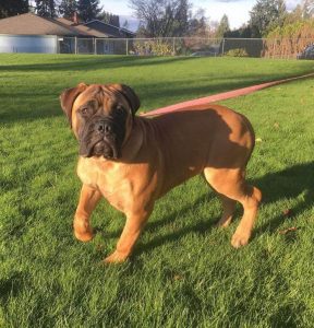 10 Fun Facts About Bullmastiffs - ilovedogscute.com