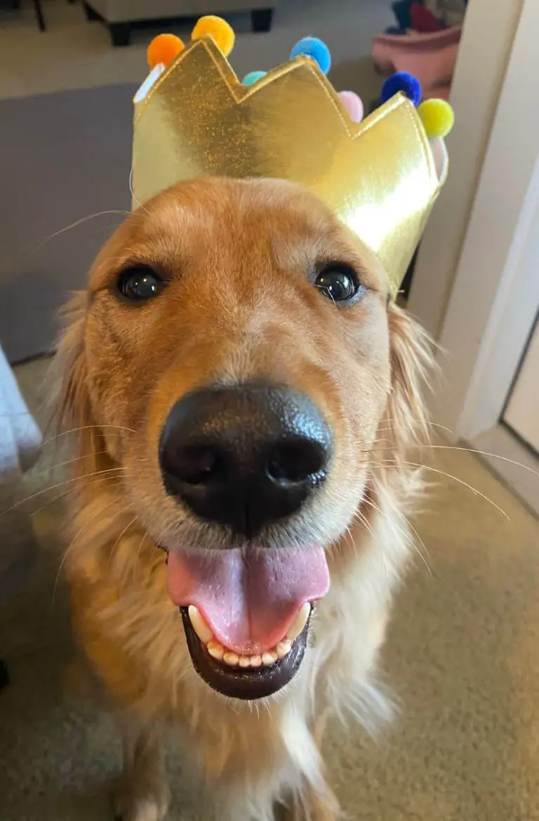 15 Funny Pictures Of Golden Retrievers With Happy Smiles ...