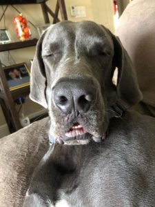 15 Hilarious Pictures Of Great Dane Teefs - ilovedogscute.com