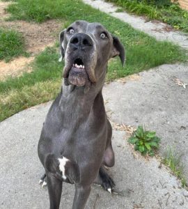 15 Hilarious Pictures Of Great Dane Teefs - ilovedogscute.com