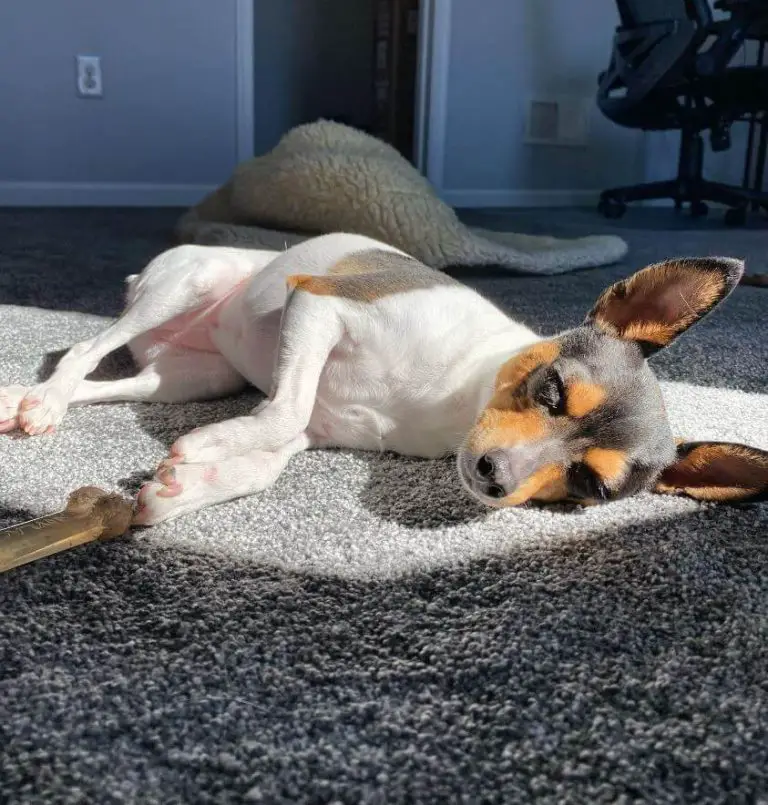 How Does Daylight Saving Time Affect Dogs? Tips for Helping Your Pup ...