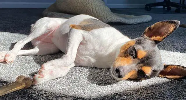 How Does Daylight Saving Time Affect Dogs? Tips for Helping Your Pup ...