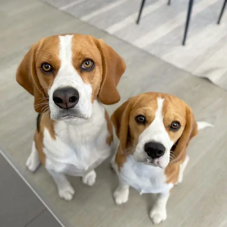 How to Give Your Dog Eye Drops: A Step-by-Step Guide for Pet Owners ...